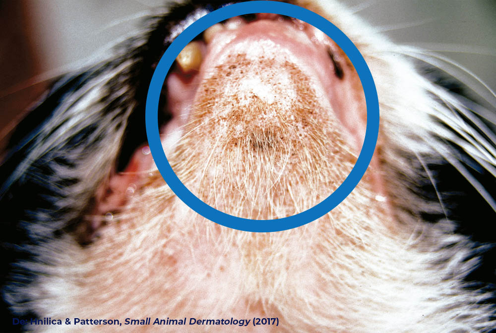 ¿Sabías que los gatos también tienen acné? - El Dogtor