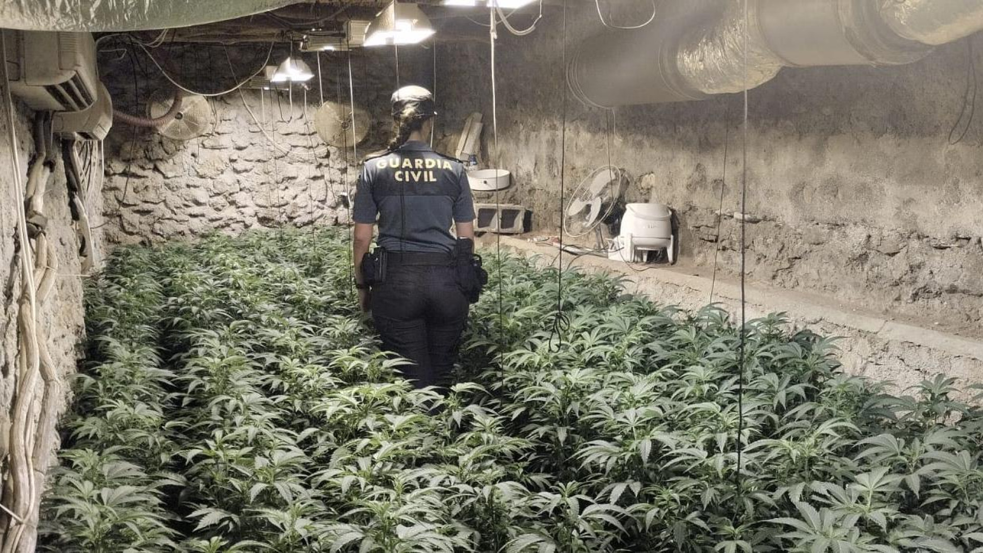 Detenido el propietario de una plantación de marihuana en una nave de ...