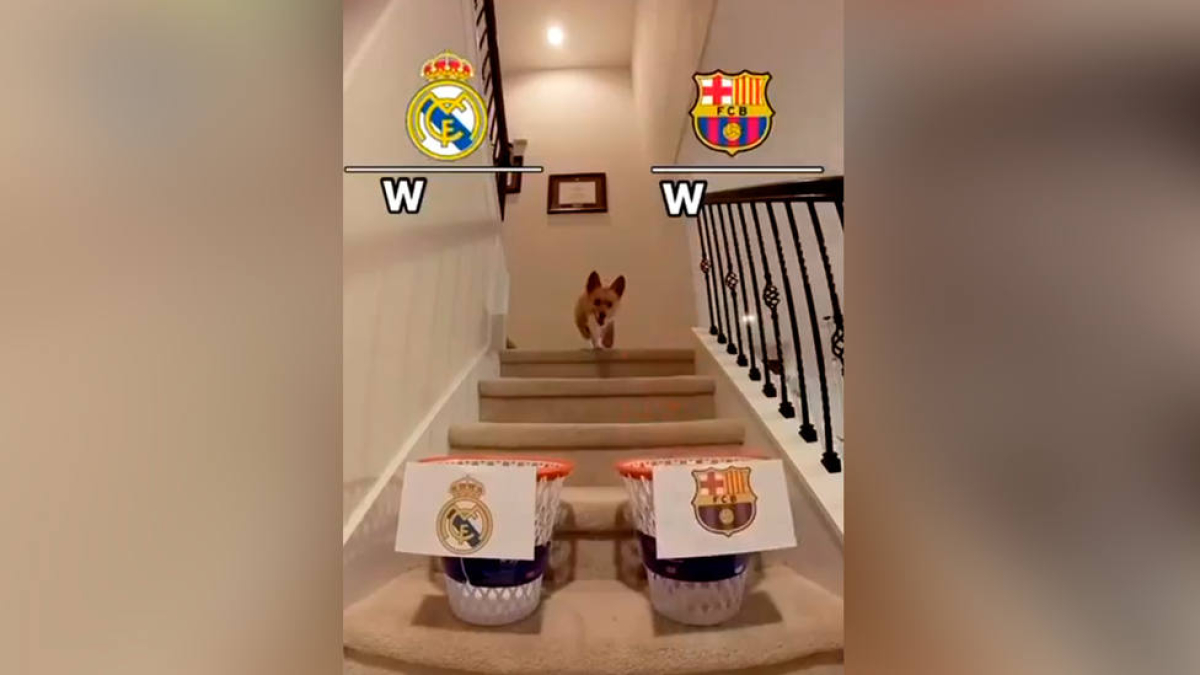 Stephen Furry, el perro que adivinó los cuartos de la Champions, se ...