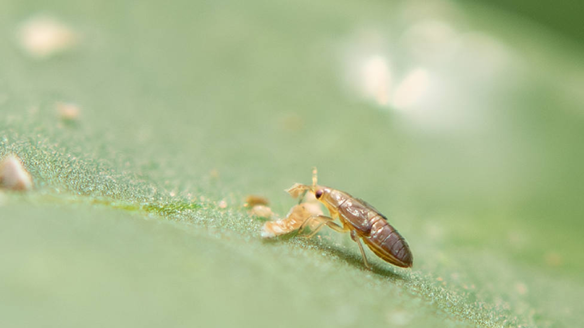 POWERmite 3.0 y Orius Cold de Agrobío demuestran su eficacia contra ...