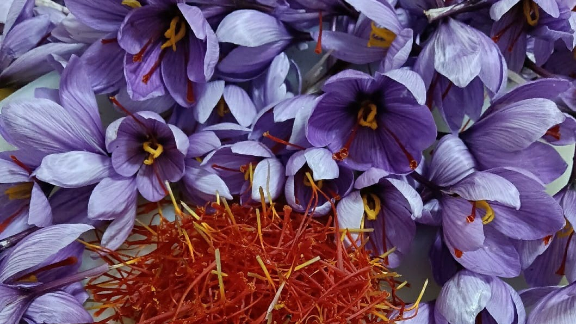 El sorprendente secreto por el que el azafrán es conocido como el 'oro ...