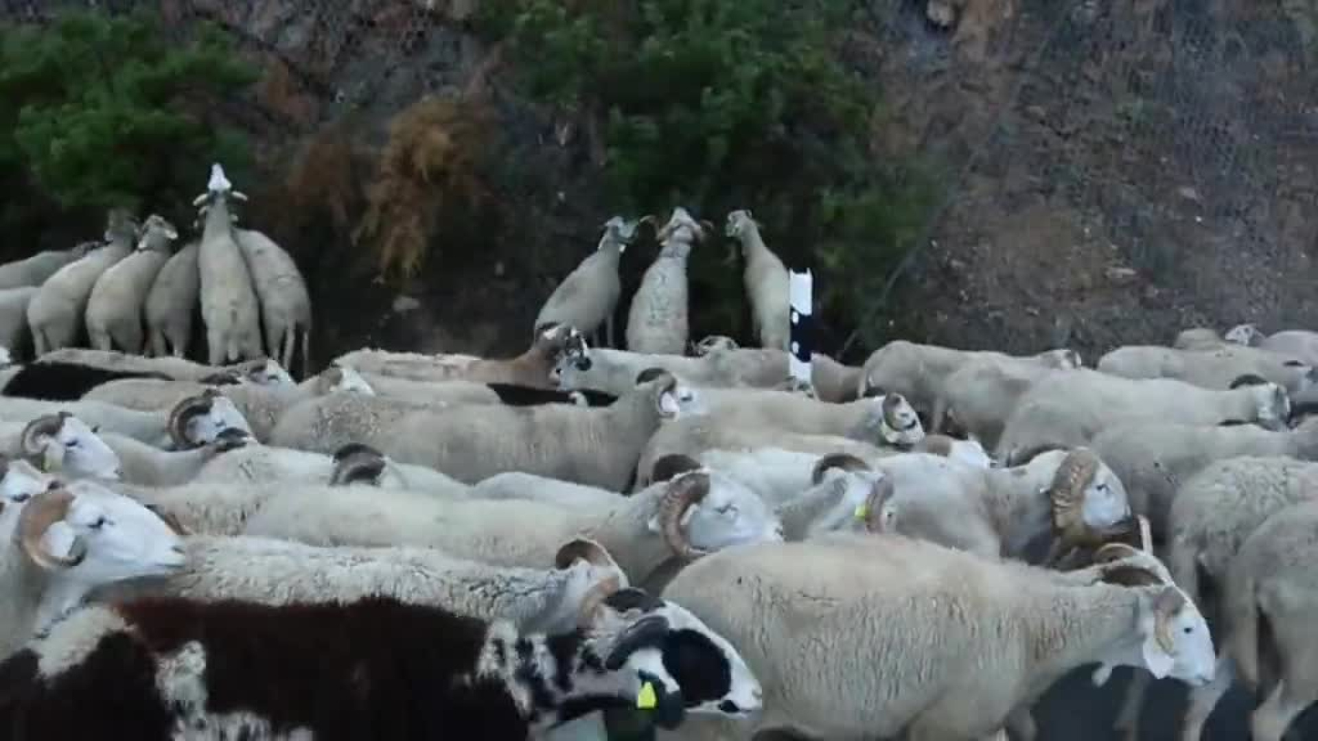 Ni viento ni lluvia lo detienen: el pastor granadino que mantiene viva ...