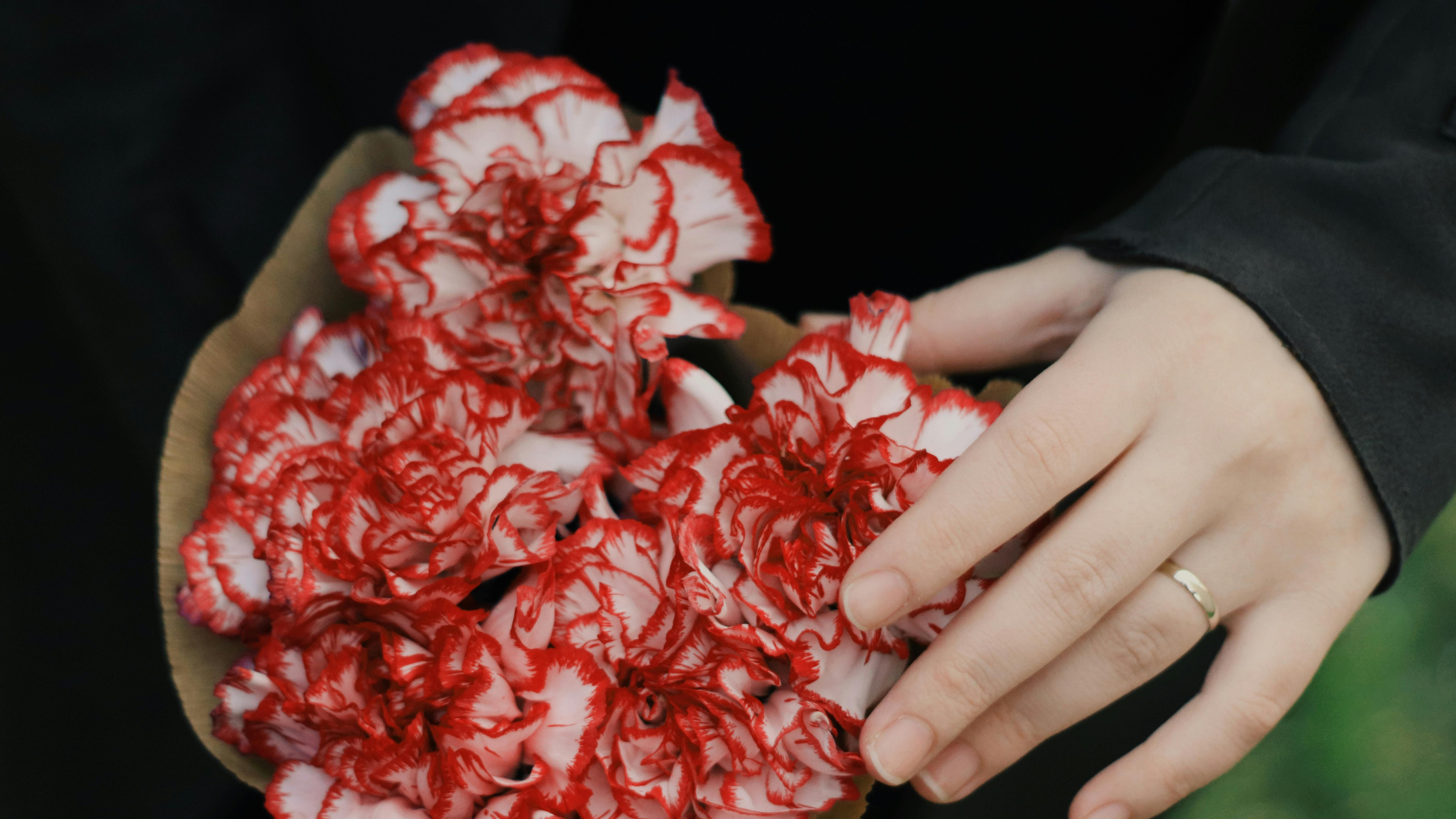 Claveles en casa: cuidados esenciales para disfrutar de sus flores ...